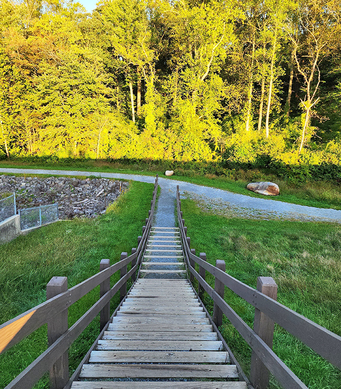 Stairs descending into golden-hour forest magic. Count them if you want, but I'd rather count the memories you'll make at the bottom.