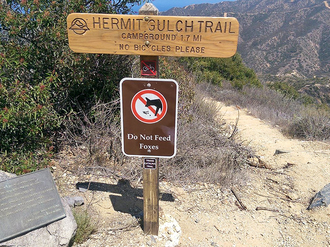 Local wildlife management in action: "Do not feed foxes" signs protect Catalina's adorable endemic fox population from well-meaning but misguided tourists with snacks.