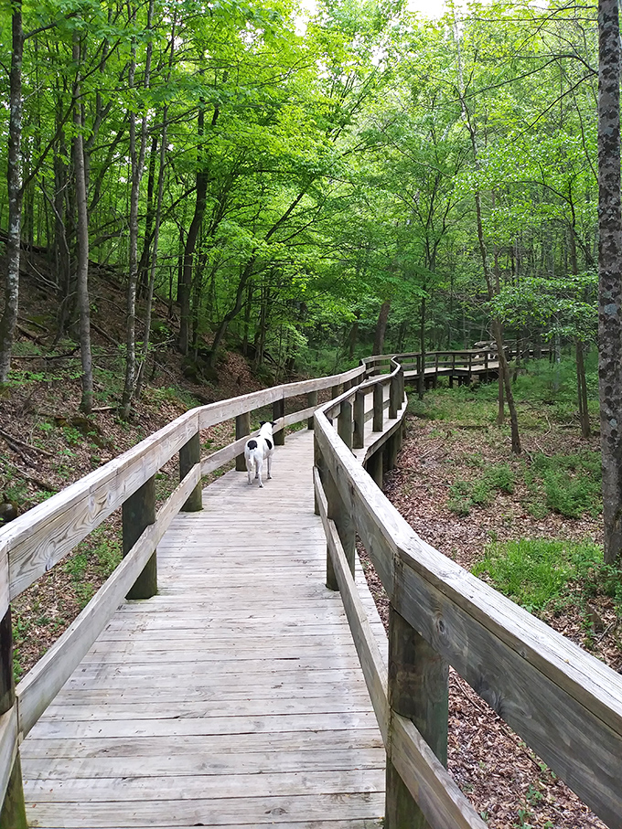 A woodland boardwalk where your thoughts can wander as freely as your feet, with canine tour guides available. 