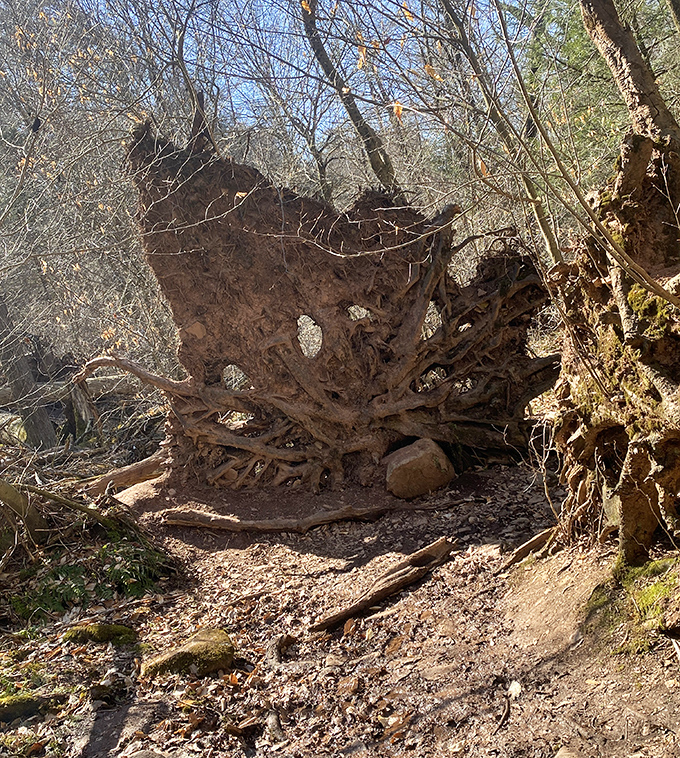 Even in collapse, there's majesty &ndash; this uprooted tree reveals the intricate underground architecture that supports the forest's towering giants.