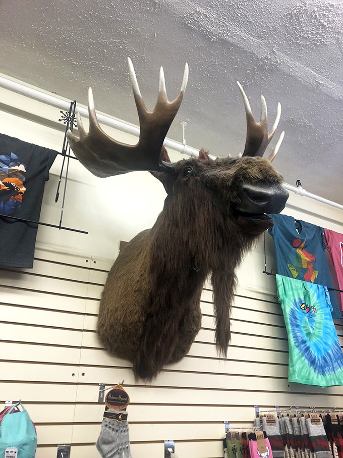 Even the moose seems hypnotized by the sweet offerings. This rustic corner showcases Chutters' New Hampshire heritage with outdoor adventure vibes.