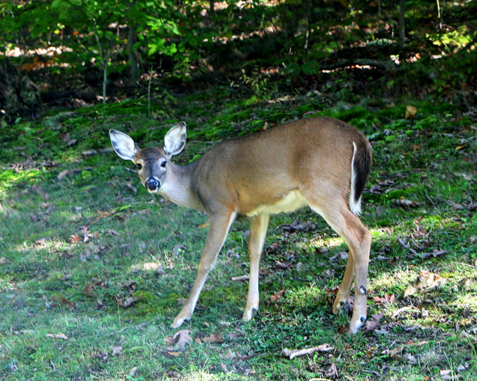 "Excuse me, did I interrupt your forest stroll?" Wildlife encounters at Lake Hope remind us we're guests in their woodland home.