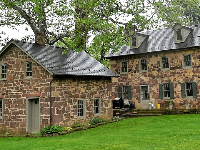 At the Wolf Sanctuary of PA, these majestic creatures find refuge just minutes from Lititz, creating an unexpected wildlife experience in Amish Country.
