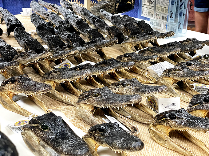 Florida's toothiest souvenirs grin up from their display, proving that Webb's offers more than just edible treasures for the adventurous shopper.