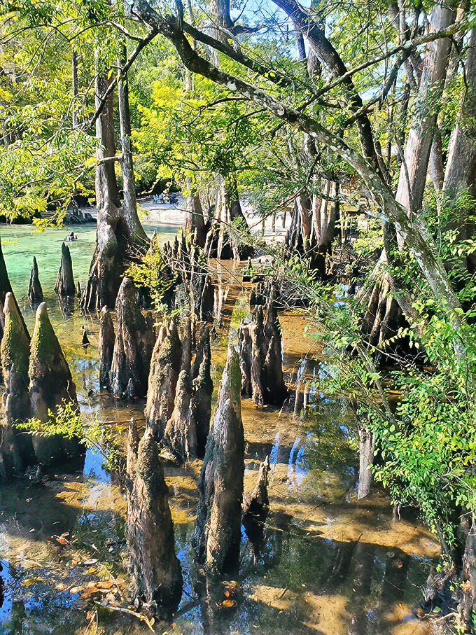 Cypress knees rising like nature's chess pieces. These ancient trees have been playing the long game in these crystal waters for centuries.