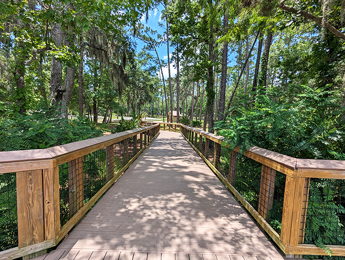 Sunlight dapples through the canopy onto this wooden pathway. Walking here feels like strolling through nature's own art gallery.