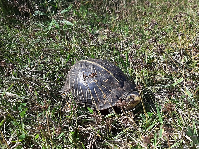 Wildlife encounters happen on nature's schedule here&mdash;this box turtle isn't part of any hourly show, just living his best Florida life.