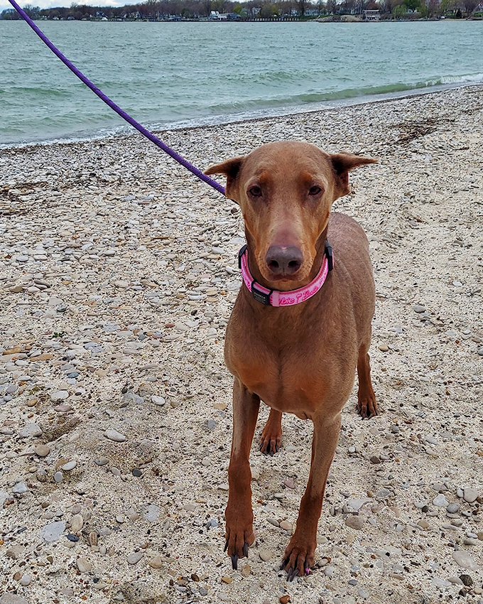 Four-legged beach inspector on duty. This pup seems to have given Pebble Beach the official canine seal of approval.