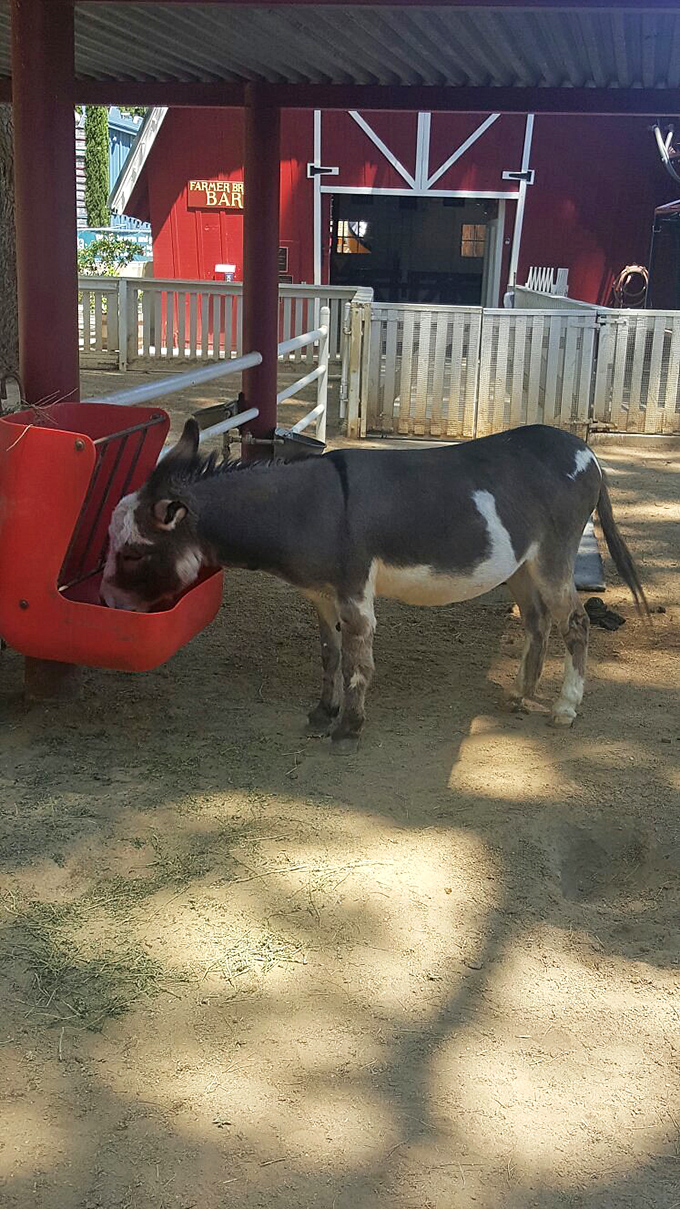 This donkey might not be able to talk like his Shrek counterpart, but his gentle demeanor makes him a star attraction among the barnyard residents.