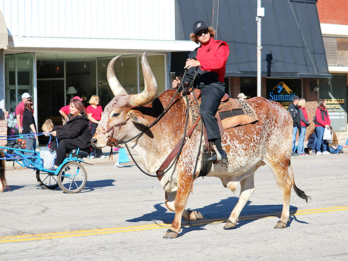 Parades and community celebrations bring Alva's streets to life throughout the year, complete with the occasional longhorn steer.