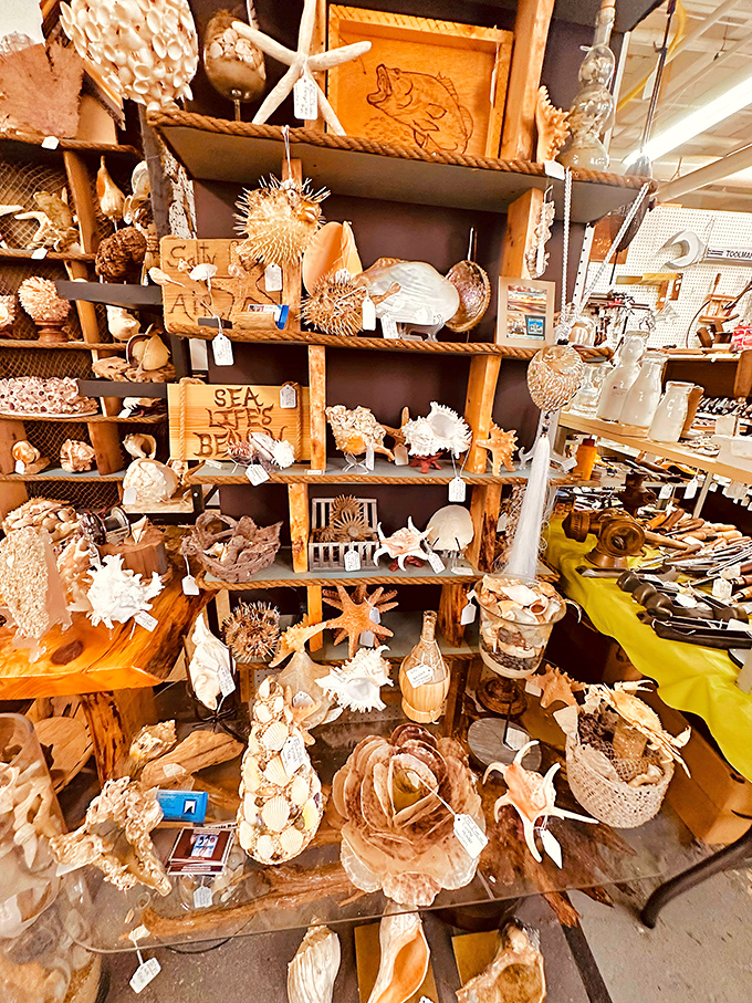 Beach memories bottled and shelved&mdash;no sunscreen required to enjoy this collection of seashells and coastal treasures.