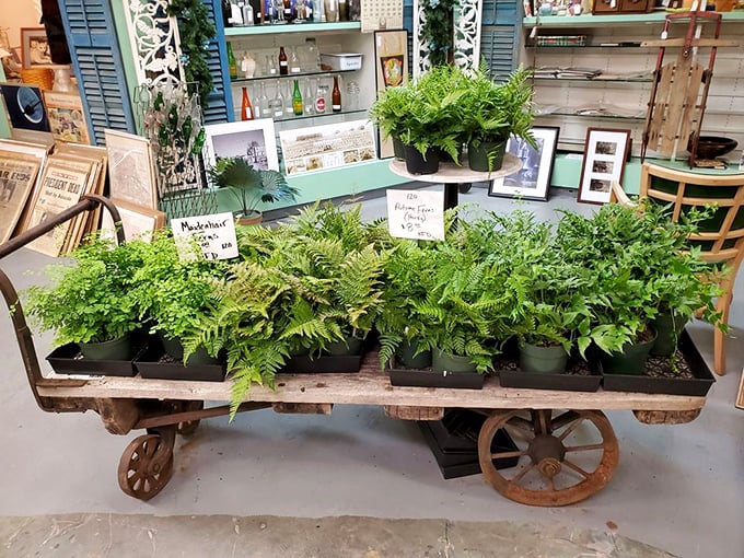 Nature meets nostalgia as these lush ferns transform an antique cart into a garden oasis. Even plants get the vintage treatment here.