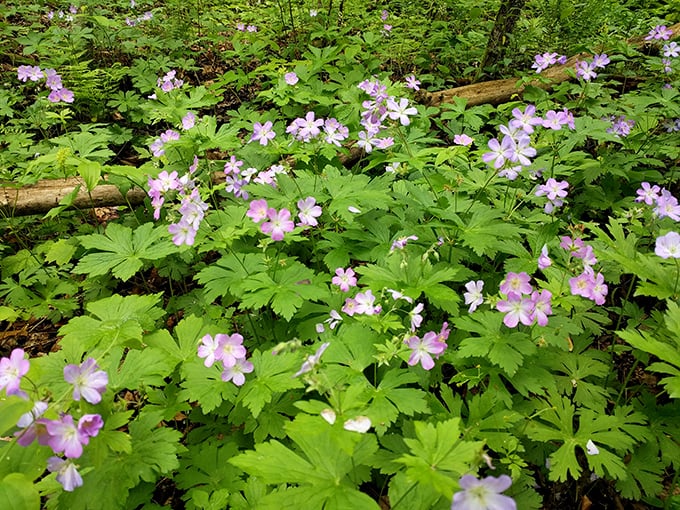 Spring's delicate wildflowers carpet the forest floor in lavender and green, nature's version of a luxury botanical spa experience.