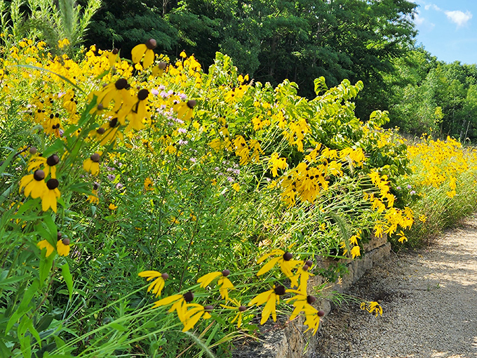 Prairie meets paradise as black-eyed Susans create a golden runway guiding visitors toward the main attraction. Mother Nature's version of a red carpet.