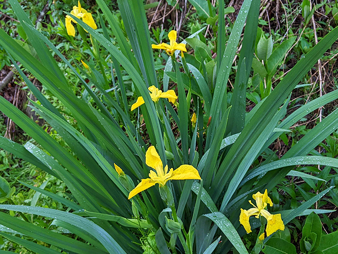 Yellow flag irises bringing their A-game to spring's fashion show. Nature's version of "project runway" happens right along the trail edges.