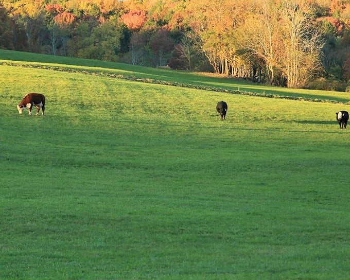 Where's the "background music" setting on my phone? This pastoral scene of grazing cattle against autumn foliage looks like a living painting.