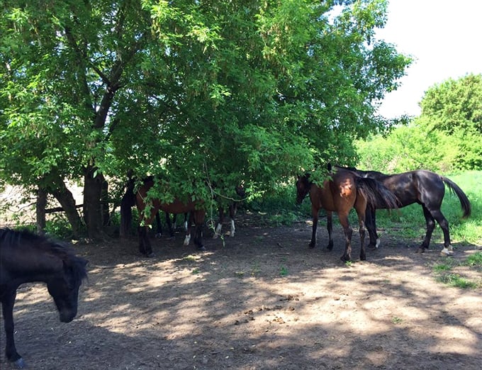 The original horsepower behind Pleasant View Bakery. These magnificent animals are both transportation and a reminder of simpler times.