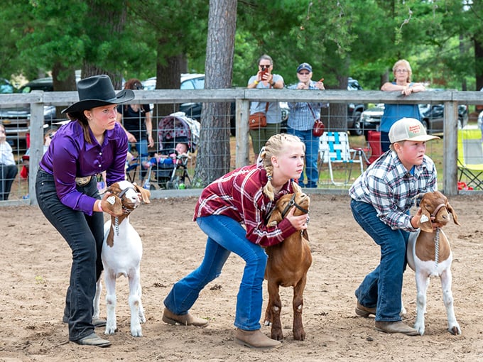 Future farmers showing prized goats with determination that would impress any corporate CEO &ndash; county fair competition at its finest.