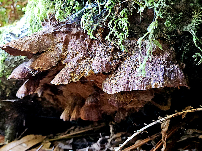 Forest fungi displaying nature's incredible artistry in forms that would make sculptors weep with envy.