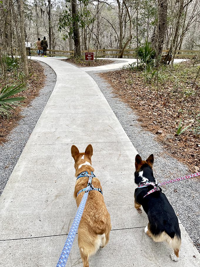 Even four-legged explorers appreciate a good geological wonder. These pups are clearly thinking, "Best. Walk. Ever."