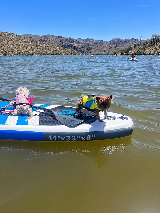 Four-legged captains sporting the latest in canine aquatic fashion. Even dogs deserve a lake day when Arizona temperatures soar.