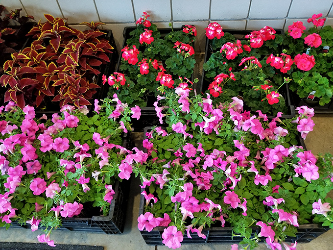 Nature's retail therapy comes in plastic trays. These vibrant blooms offer a garden without the commitment&mdash;perfect for those whose thumbs are more beige than green.