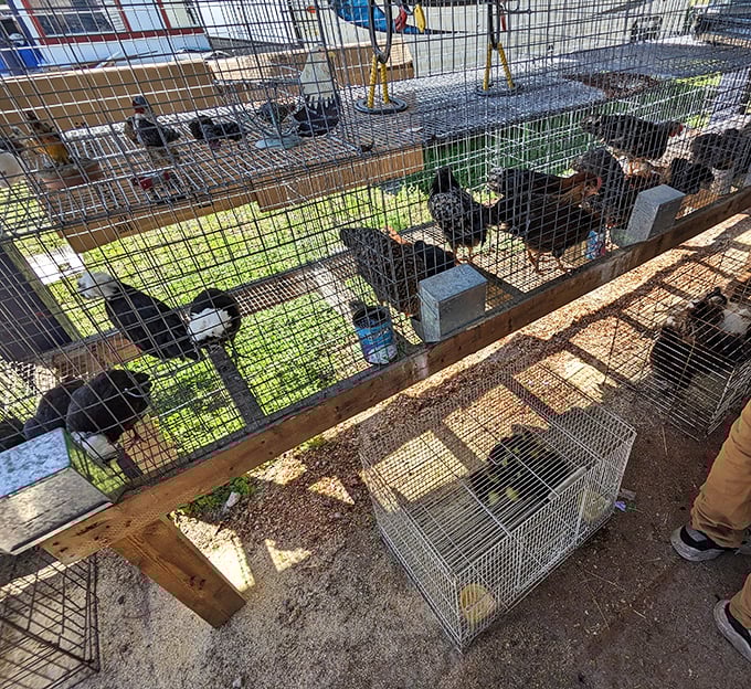Farm meets market in the truest sense. These feathered friends remind shoppers that Waldo hasn't forgotten its agricultural roots amid the treasure hunting.