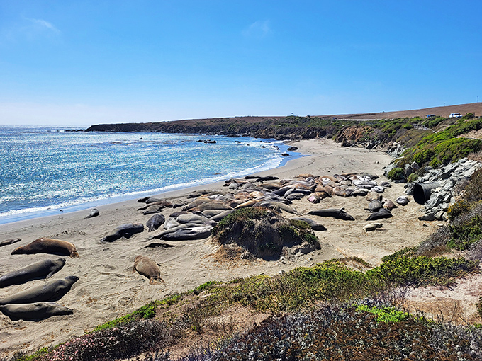 These elephant seals have mastered the art of beachfront relaxation. Like retirees from the Midwest who've discovered the joys of coastal living.