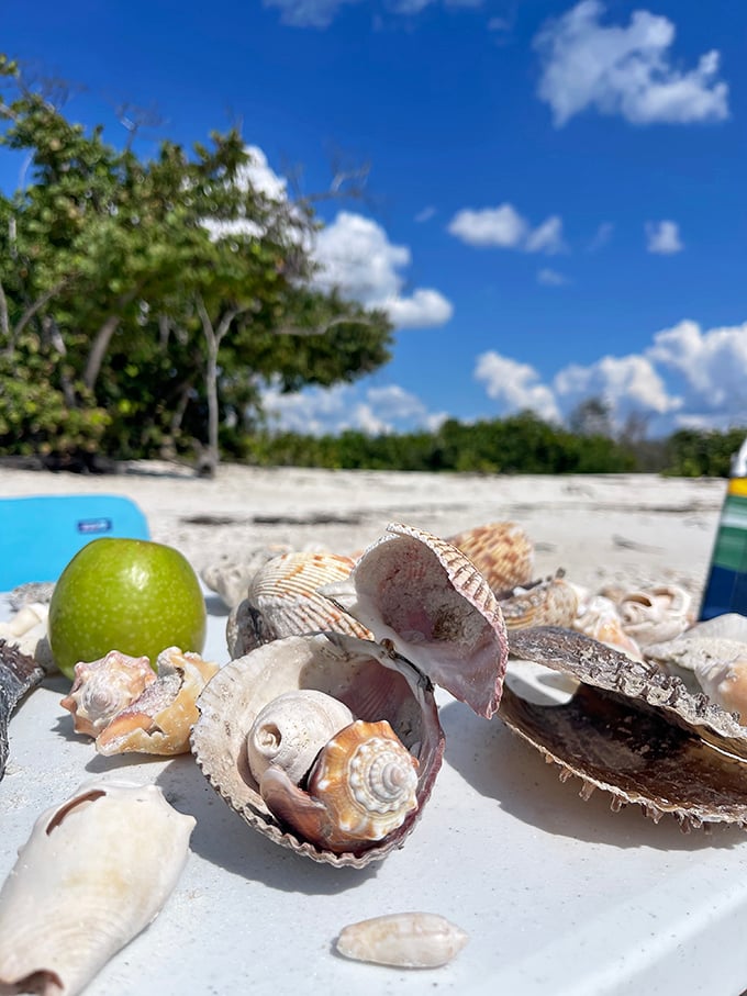 Nature's jewelry box spilled open on the sand. These seashells once housed ocean creatures and now house vacation memories.