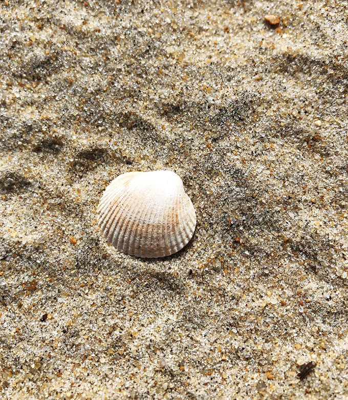 Nature's perfect souvenir requires no gift shop. This delicate shell carries the whispered secrets of countless Atlantic tides.