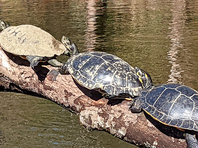 Turtle sunbathing club, membership currently full. These shelled sunbathers have perfected the art of relaxation on their waterfront timeshare.