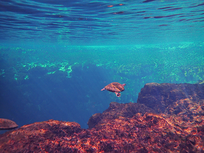 Beneath the azure surface, a turtle glides effortlessly through its underwater kingdom. No wonder they always look so smugly content.