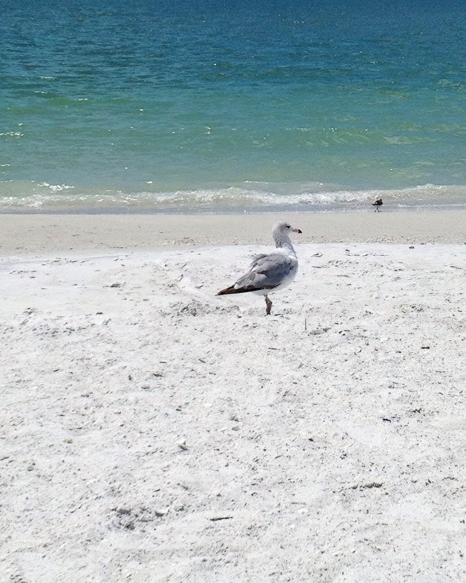 Lovers Key State Park: Where the only footprints might be yours and the occasional shore bird's. Social distancing, nature-style.