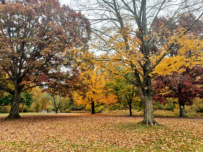 Autumn in Hackettstown paints the landscape in warm hues as fallen leaves create nature's carpet. Even the trees dress their best for New Jersey's most photogenic season.