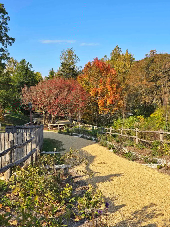 Autumn paints Colonial Williamsburg in fiery hues, with rustic fences guiding visitors along paths where history whispers through every golden leaf.