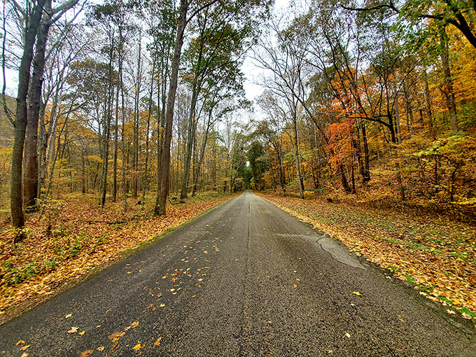 Nature's confetti&mdash;fall's golden pathway invites you to follow it deeper into the forest, where cell service fades but wonder amplifies.