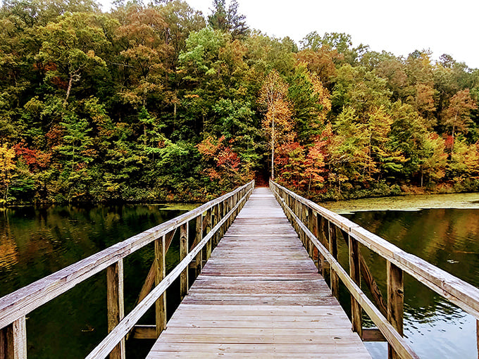 Autumn paints the forest with its signature palette while the boardwalk offers front-row seats to the show. Nature's version of the red carpet has never looked so inviting.