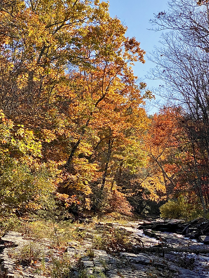 Fall's golden palette transforms the creek into a scene worthy of a Rockwell painting. Nature showing off her best outfit before winter arrives. 