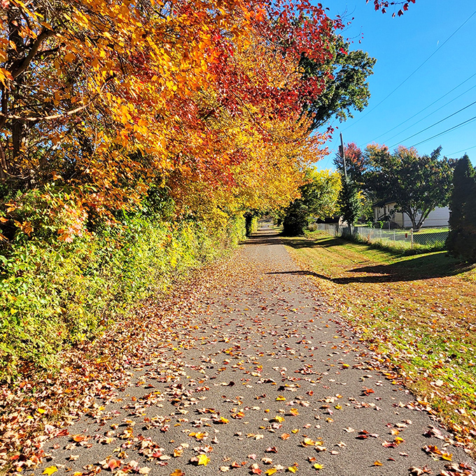 Autumn paints Berea's pathways with nature's confetti, creating a golden tunnel that practically begs for leisurely walks and contemplative moments.