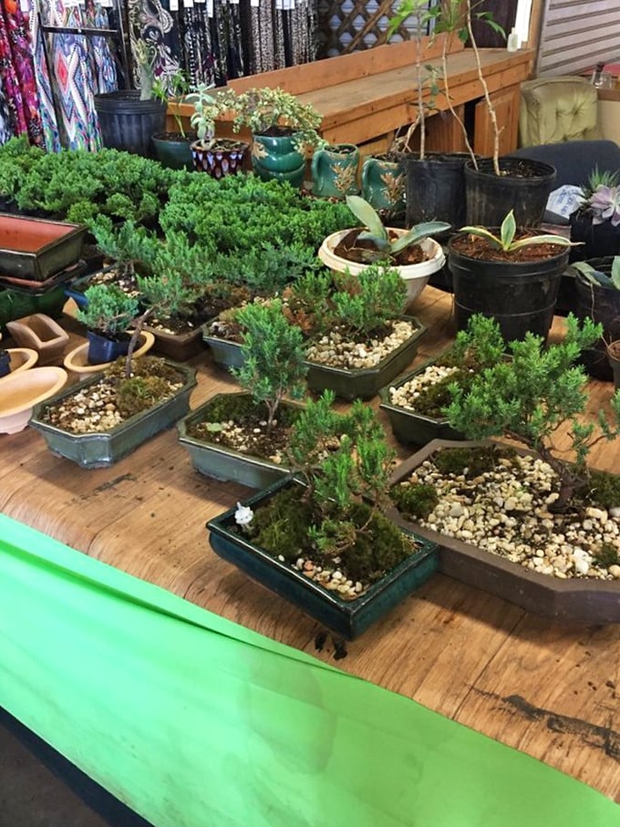 These miniature masterpieces of patience and precision offer apartment dwellers the chance to bring nature's beauty indoors, no backyard required.