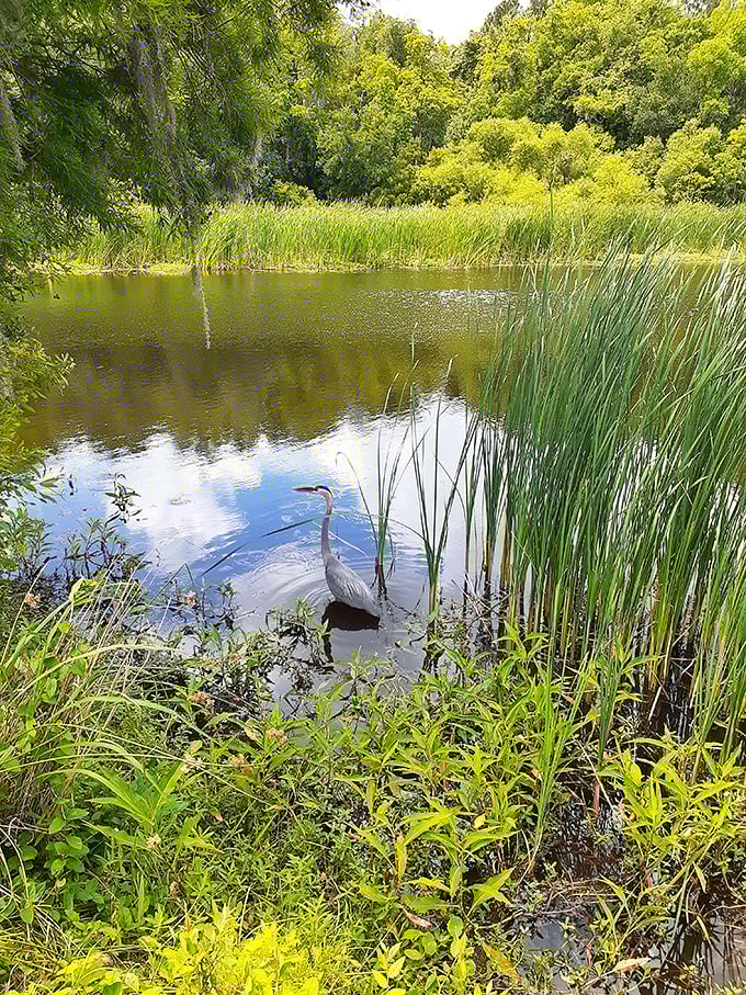 A great egret strikes a pose in the wetlands, displaying the kind of natural elegance that makes wildlife photographers lose track of time.