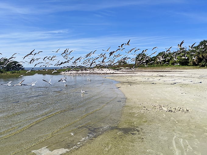 A spontaneous ballet of shorebirds takes flight along the water's edge, proving nature provides the best entertainment.