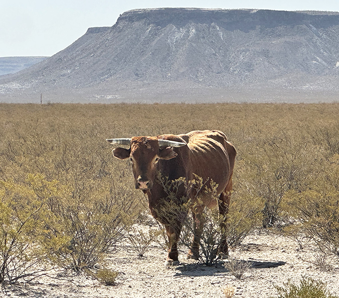 The original Texas local giving visitors the side-eye. This longhorn seems unimpressed with your fancy hiking gear and Instagram poses.