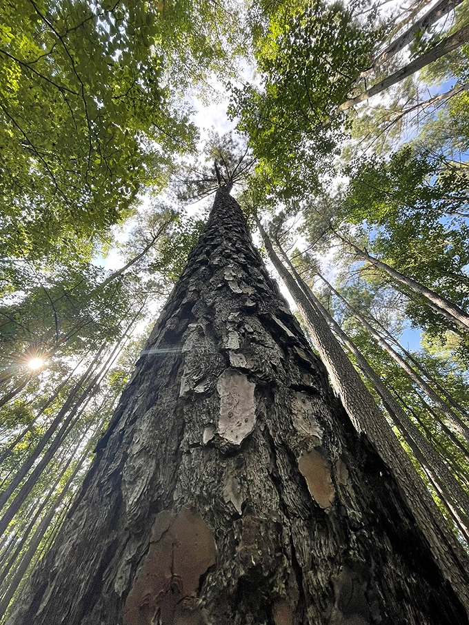 Look up&mdash;way up! This towering pine reaches for the sky, offering a reminder that sometimes the best views aren't on your phone.