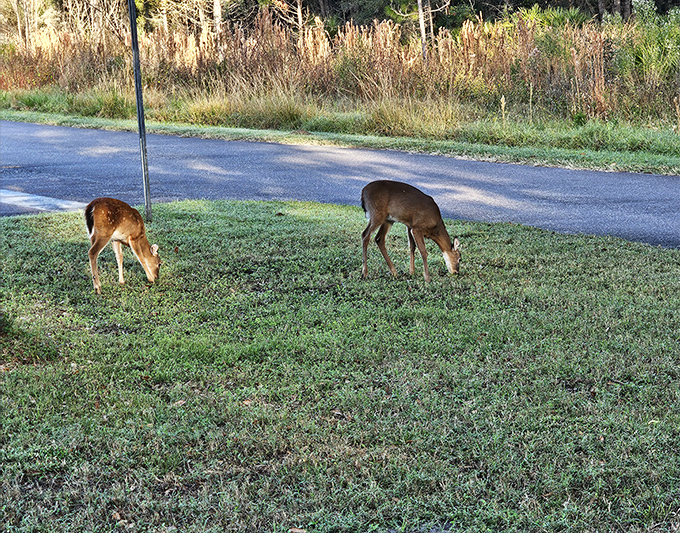 Dinner with a view! These deer enjoy the all-you-can-eat salad bar that is Colt Creek, blissfully unaware of their celebrity status among visitors.