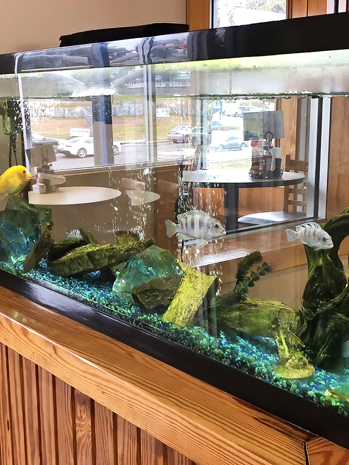 Even the fish in the tank seem impressed by what's happening in the kitchen. They're either decorative or extremely brave.