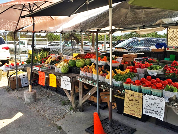 Florida's agricultural bounty on full display&mdash;where watermelons, tomatoes, and strawberries remind you that some treasures are meant to be eaten.