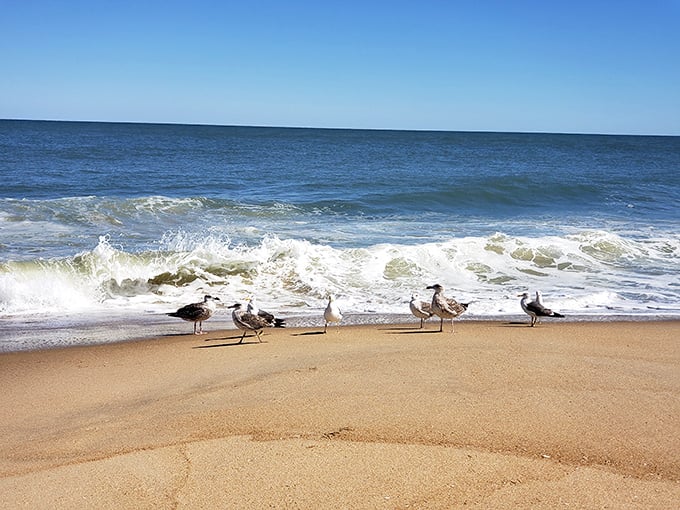 The beach welcoming committee, always ready to evaluate your lunch options and provide unsolicited feedback on your sandwich choices.