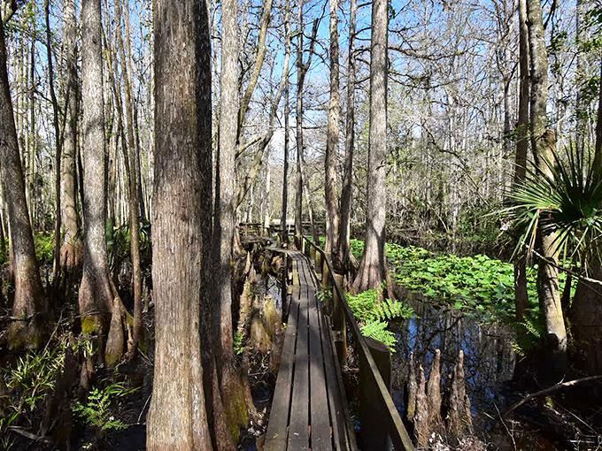 Highlands Hammock State Park's boardwalks wind through cypress forests like nature's version of a luxury cruise, minus the formal attire and hefty bill.