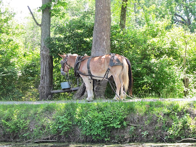 Canal mules like this one were the original horsepower of Ohio's transportation revolution, pulling progress one steady step at a time.